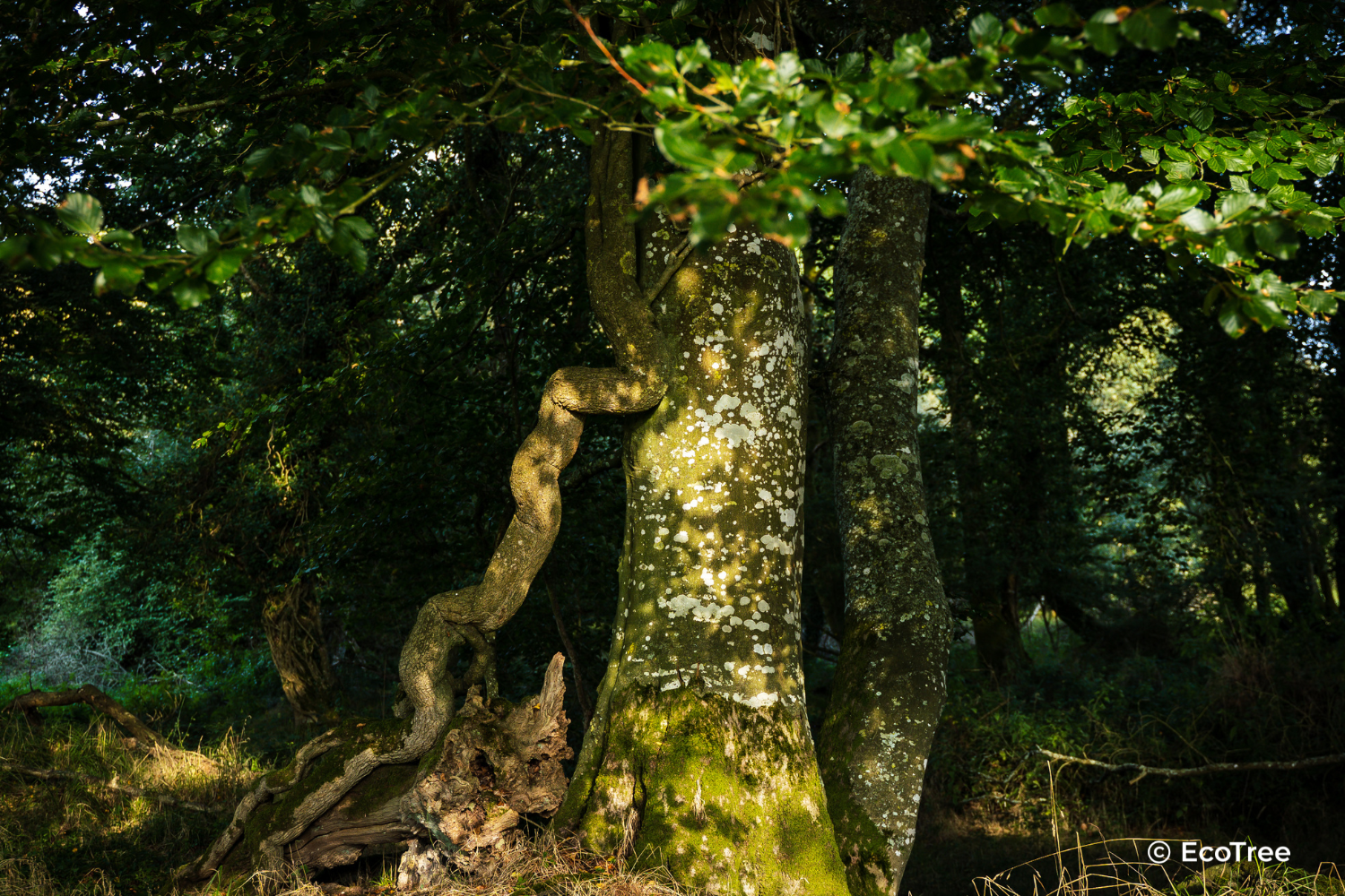 Verdensmål 12 | Affectum.dk